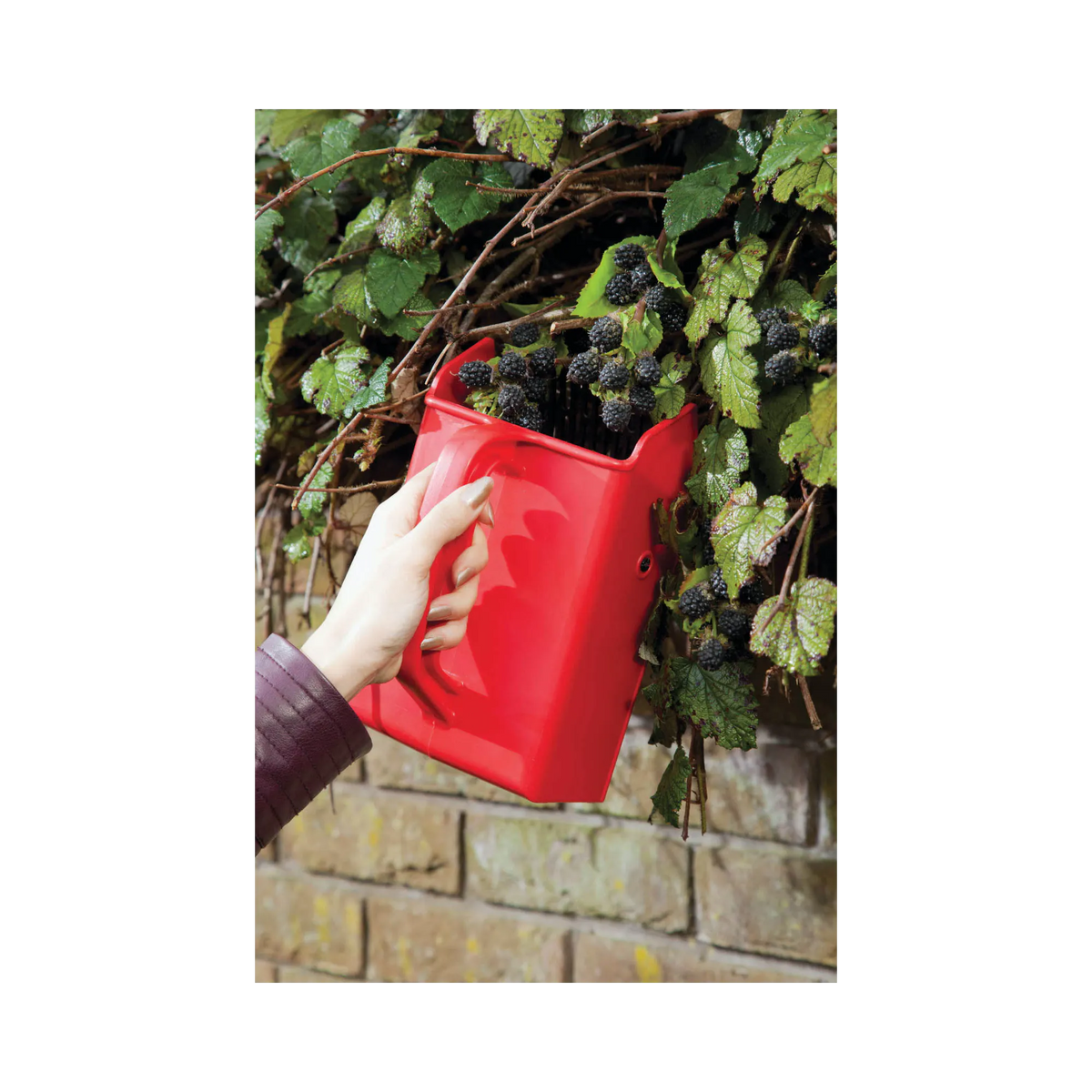 Berry Picking Tool – Hobbs The Kitchen Shop